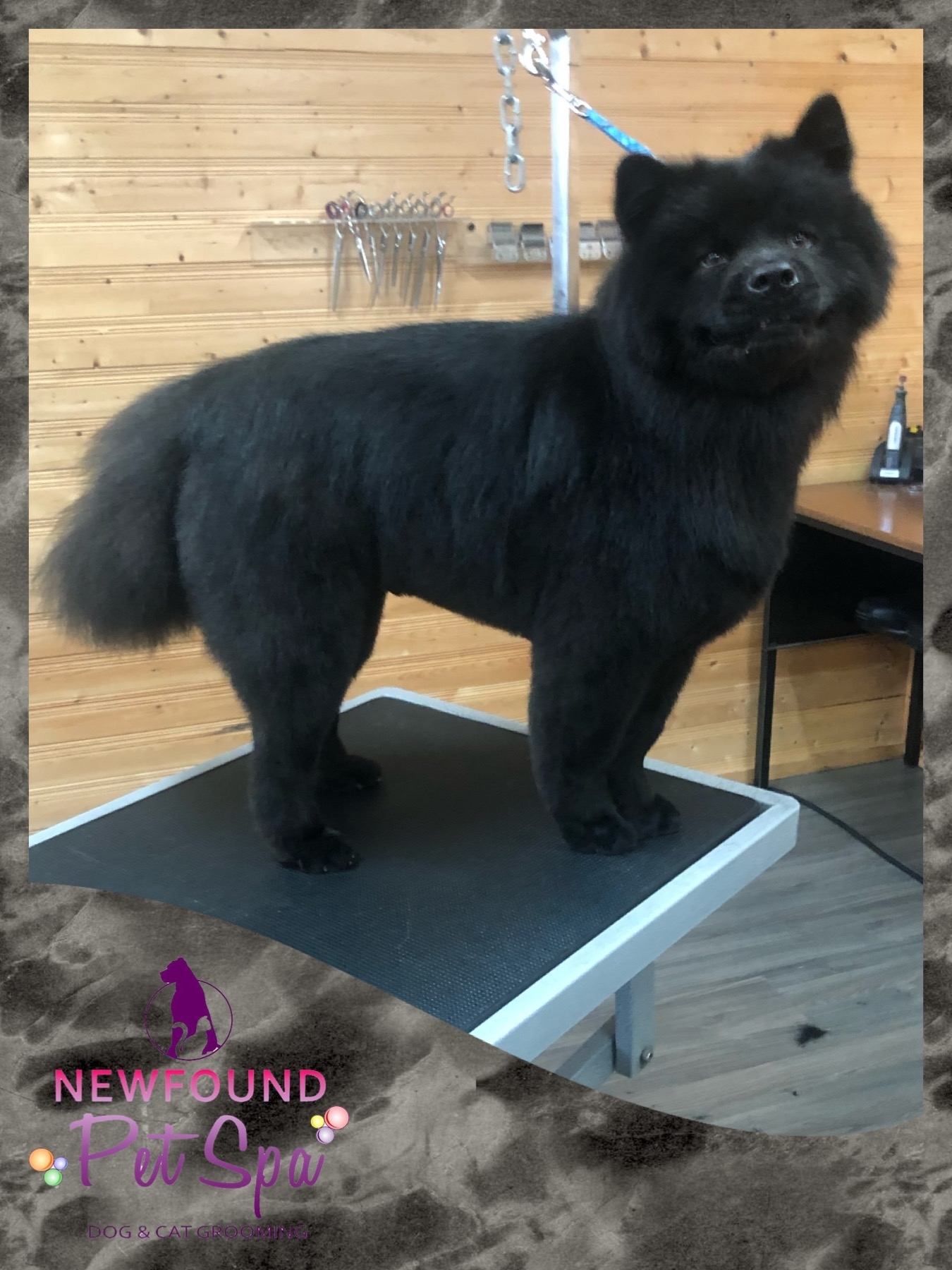 Newfound Pet Spa - Opening Hours - 520 Main Rd, Goulds, NL