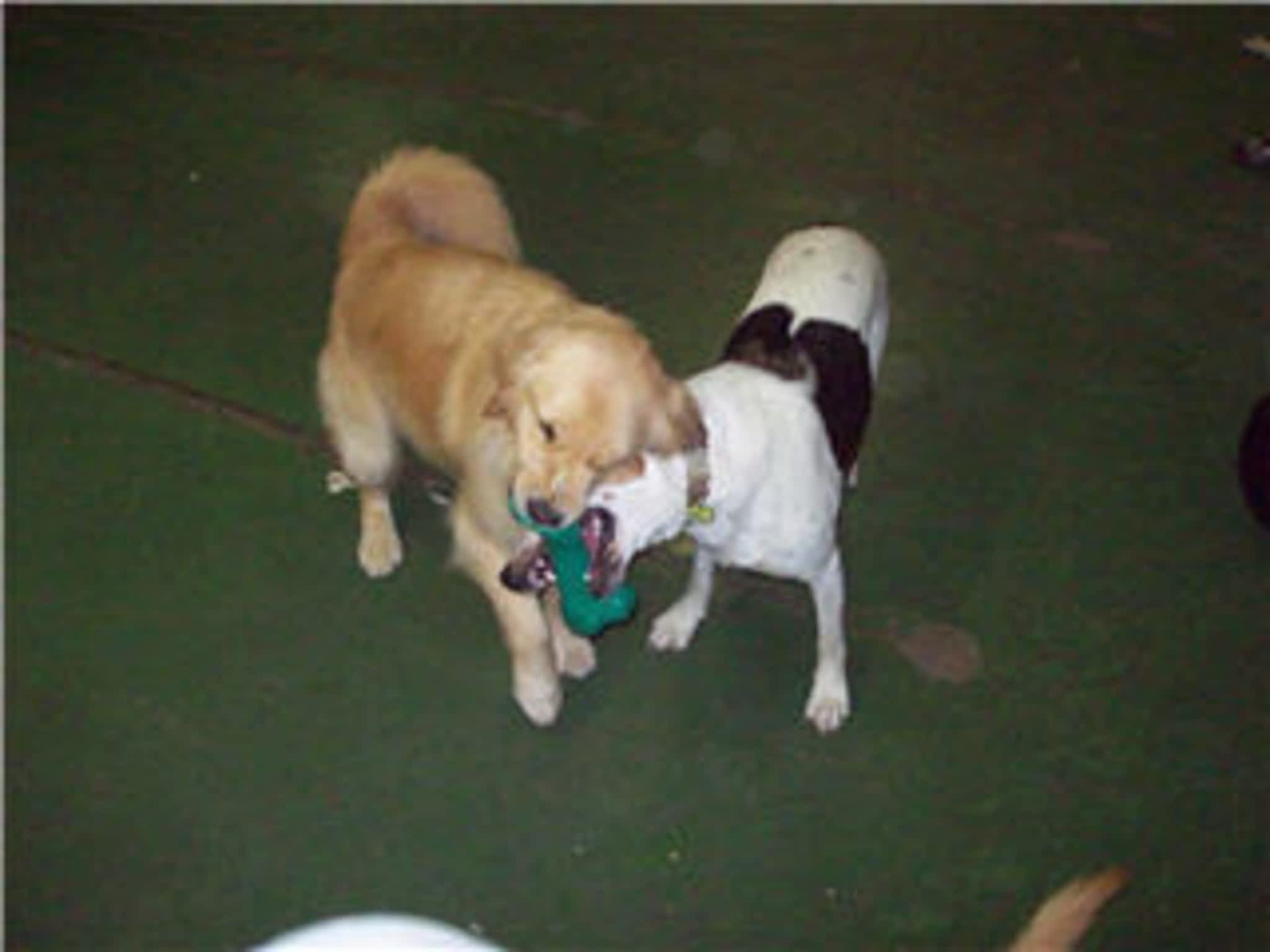 Dr Michelle Cutler Veterinary - Kingston, ON - 435 Division St | Canpages