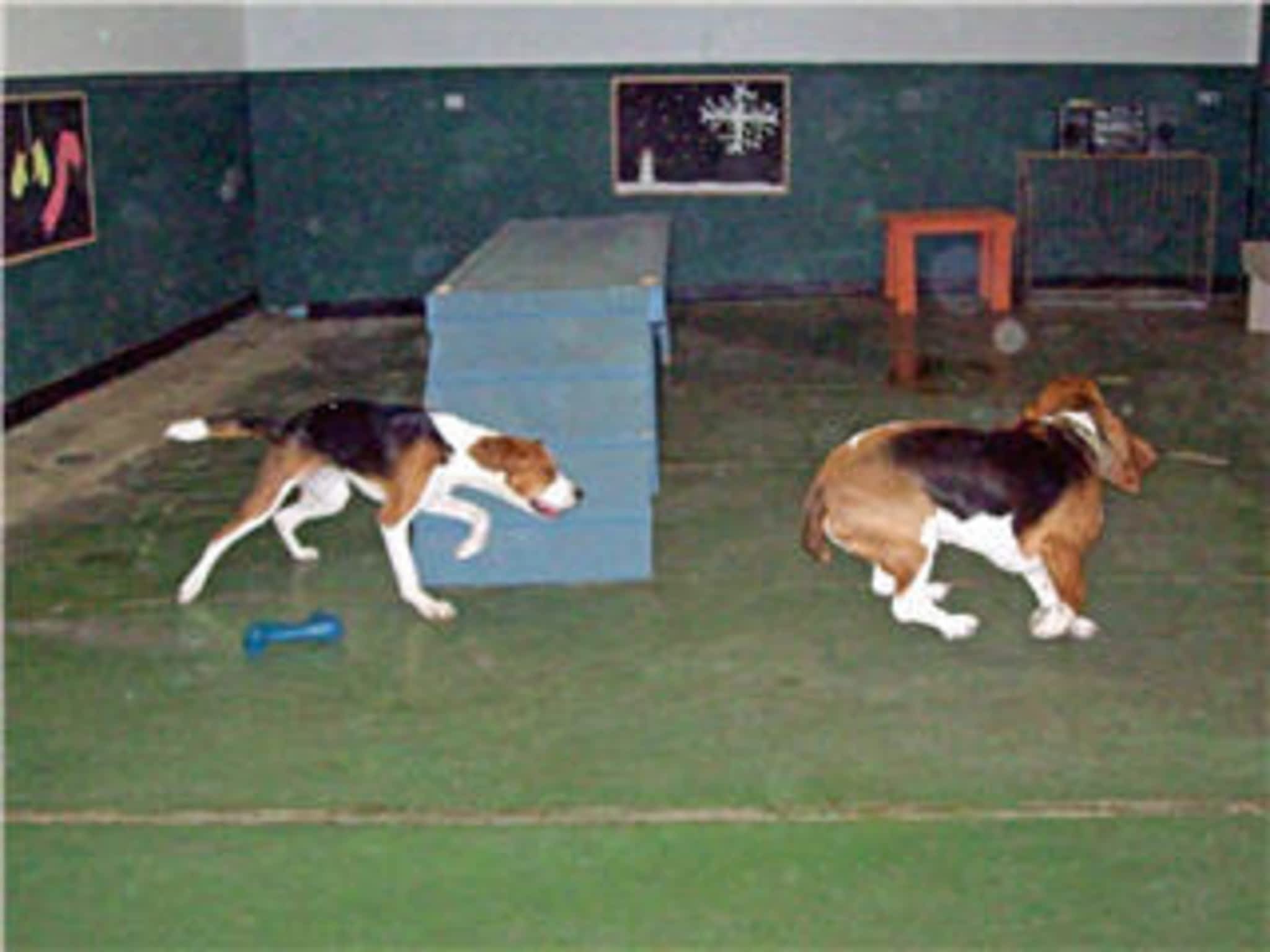 Dr Michelle Cutler Veterinary - Kingston, ON - 435 Division St | Canpages