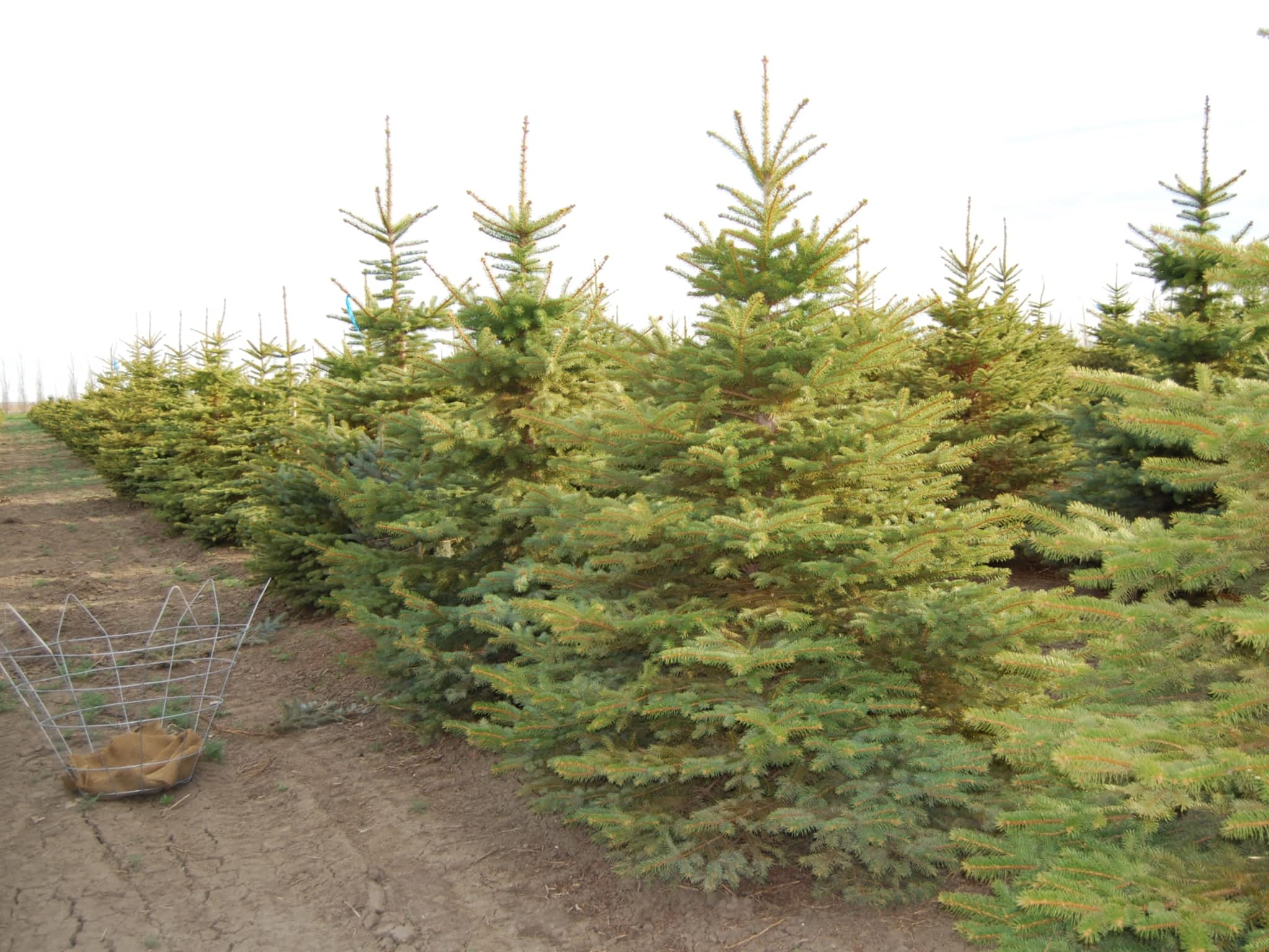 Ever Green Acres Tree Farm | Canpages
