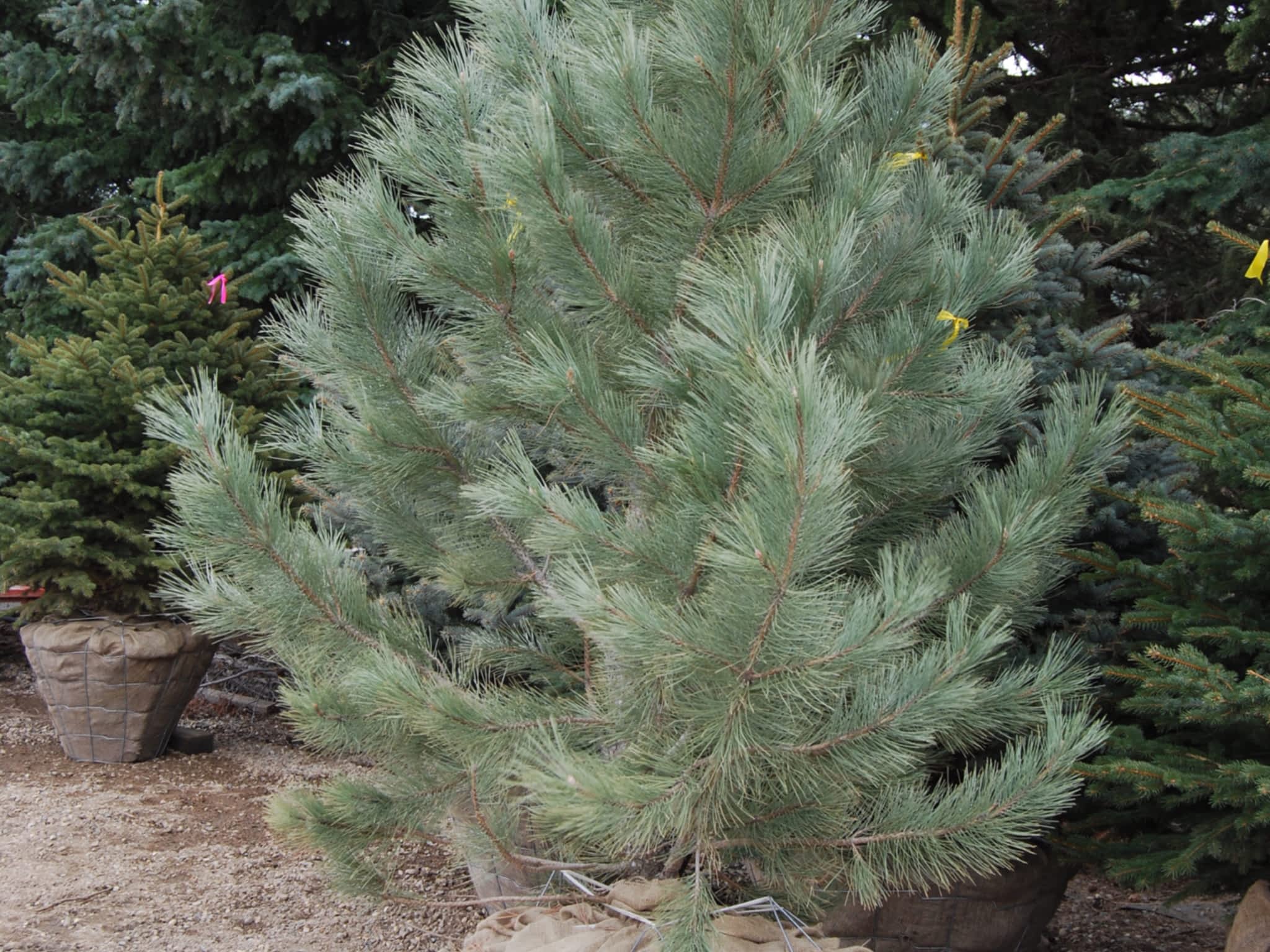 Ever Green Acres Tree Farm | Canpages