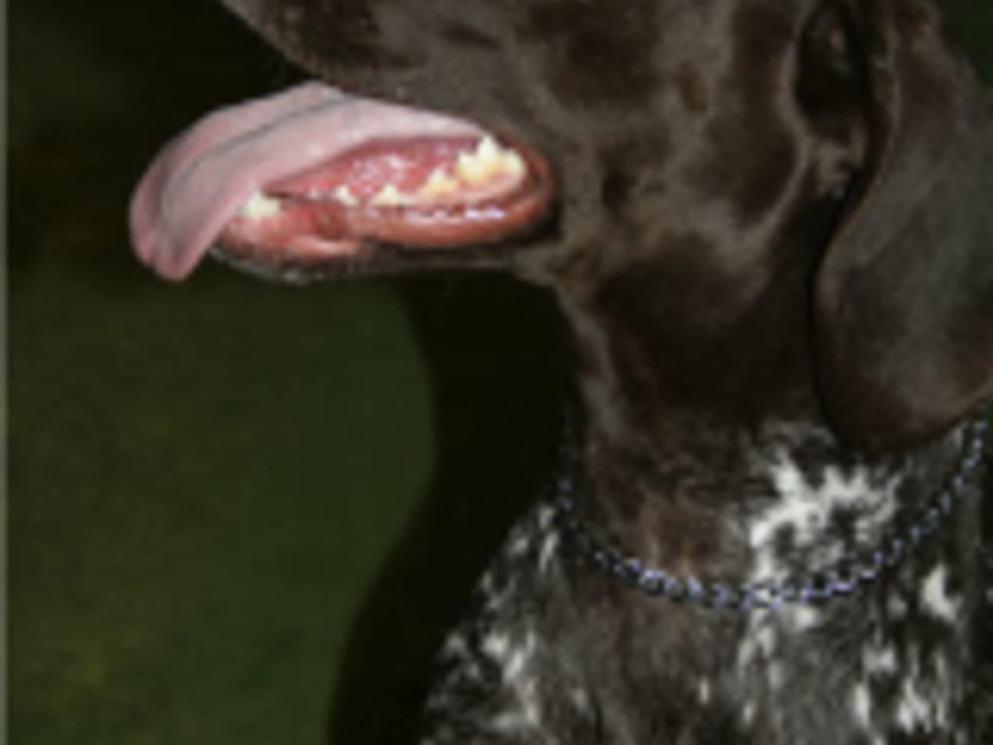 Dr Michelle Cutler Veterinary - Kingston, ON - 435 Division St | Canpages