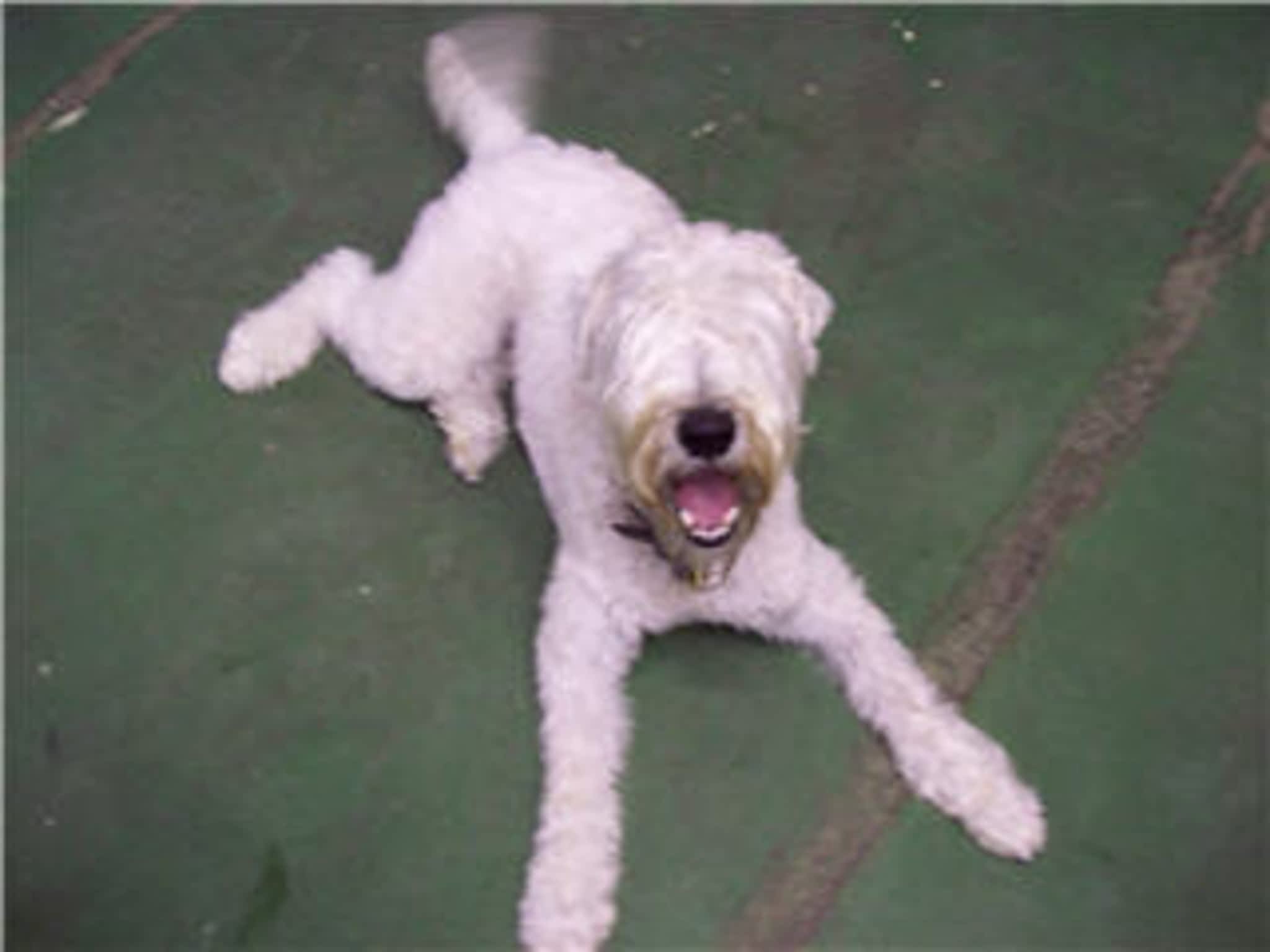 Dr Michelle Cutler Veterinary - Kingston, ON - 435 Division St | Canpages