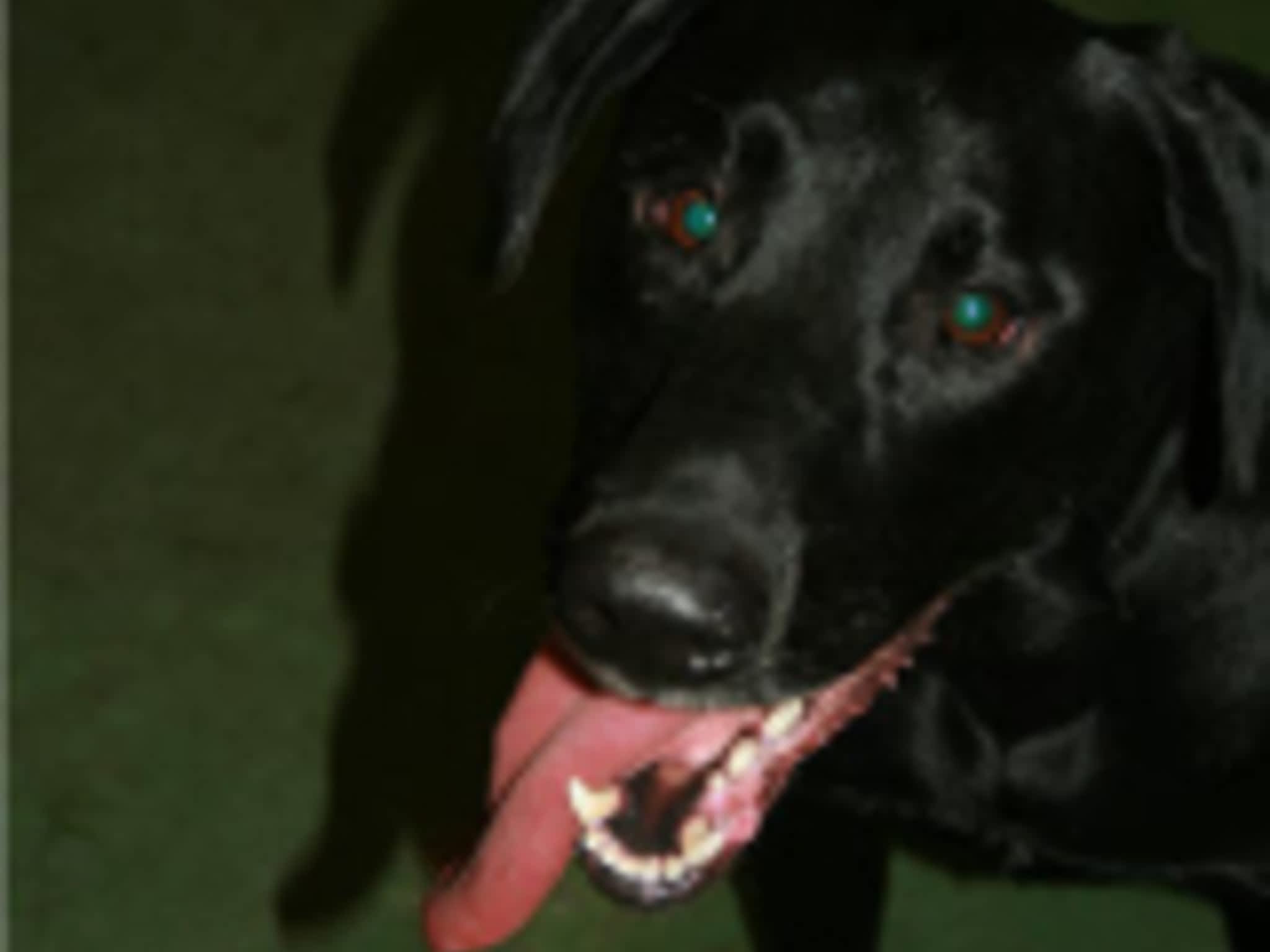 Dr Michelle Cutler Veterinary - Kingston, ON - 435 Division St | Canpages