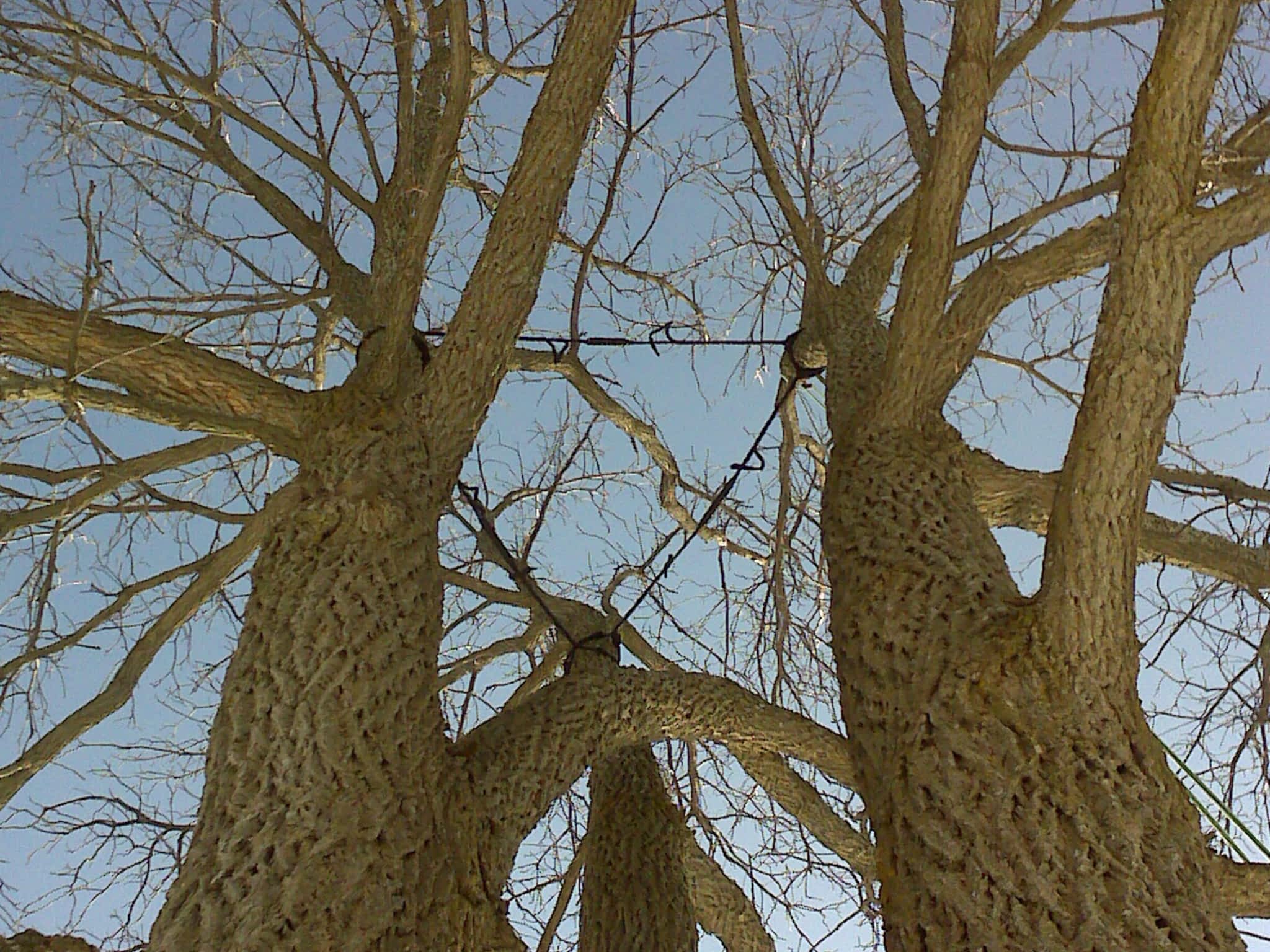 Logan Tree Experts - Lakefield, ON - PO Box 1626 | Canpages