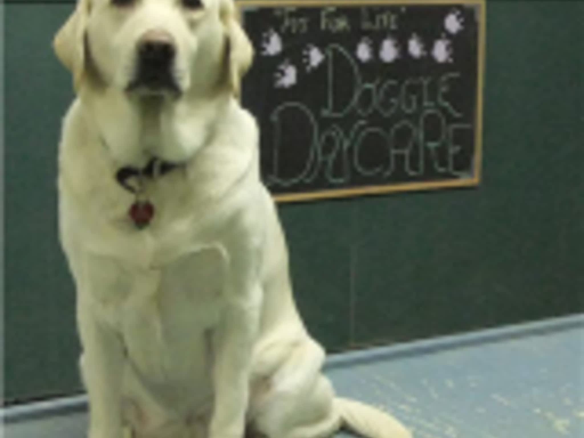 Dr Michelle Cutler Veterinary - Kingston, ON - 435 Division St | Canpages