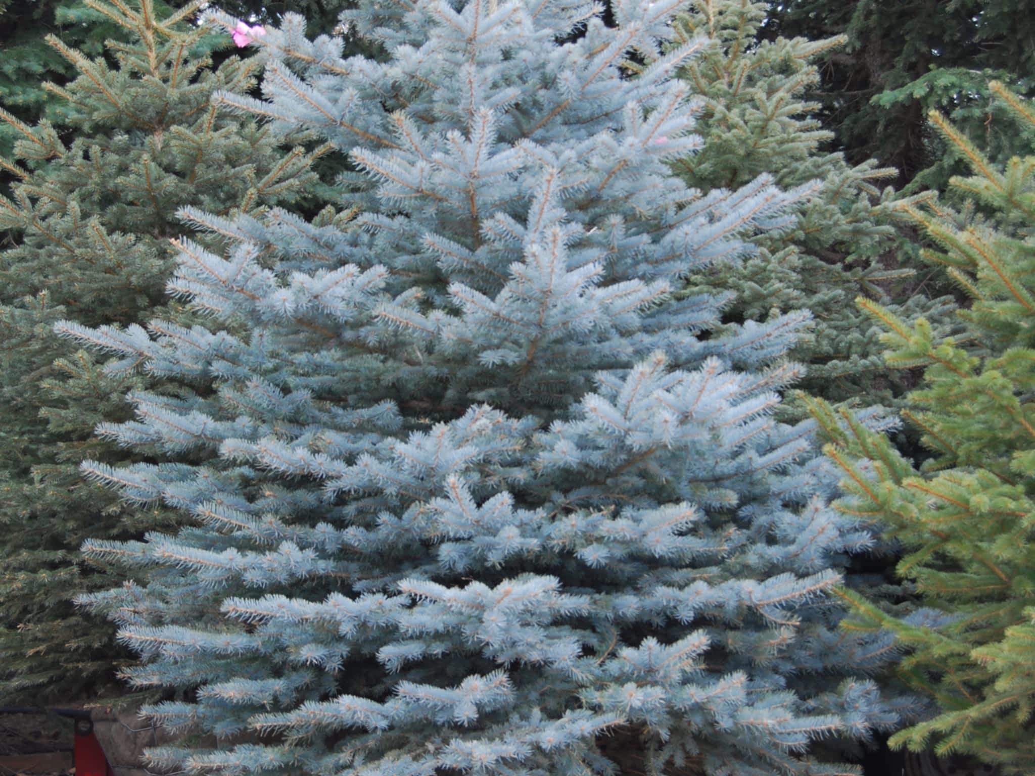 Ever Green Acres Tree Farm | Canpages