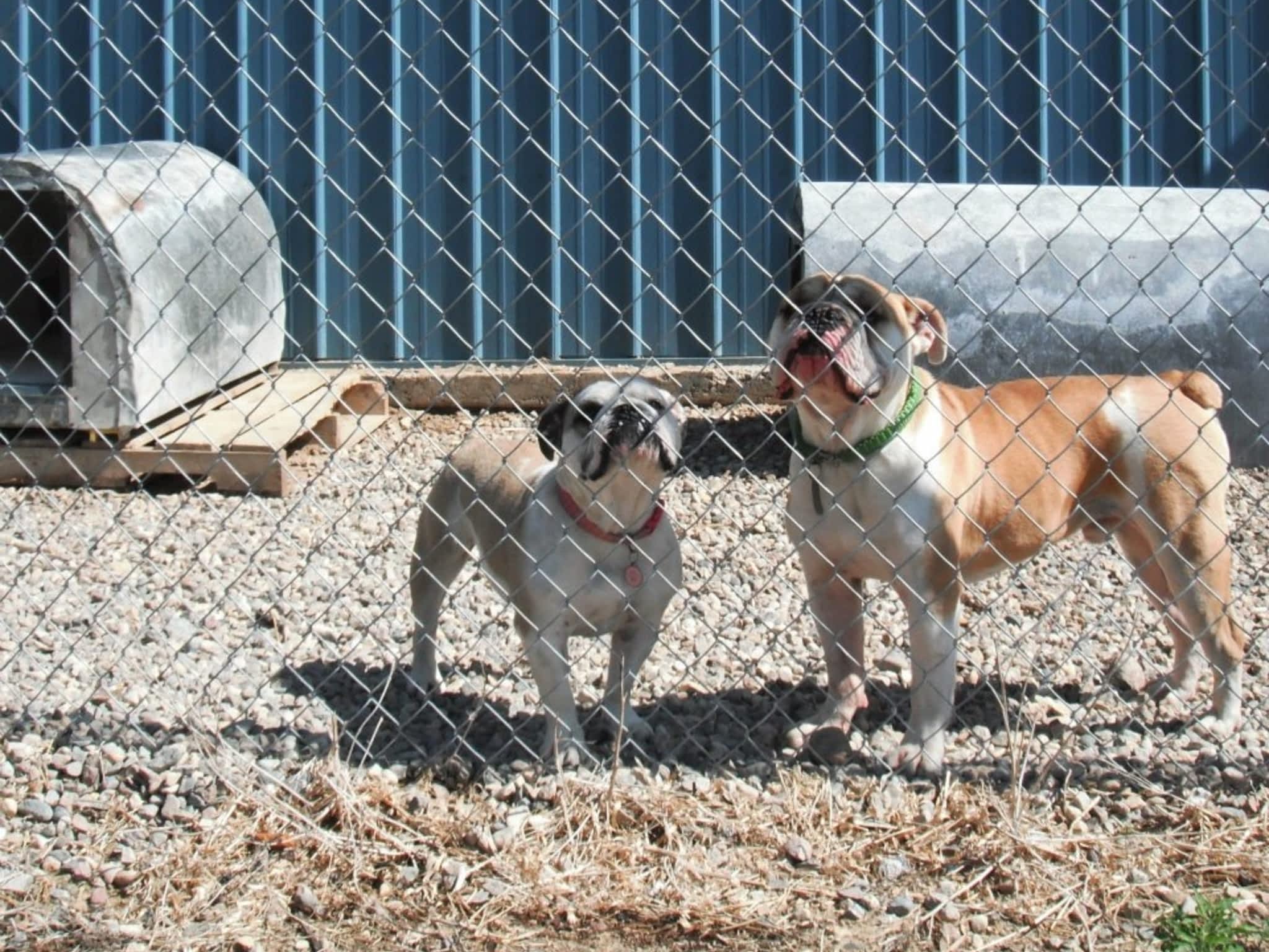 Trailrunners K9 Training Center & Labrador Retriever Dogs & Puppies ...