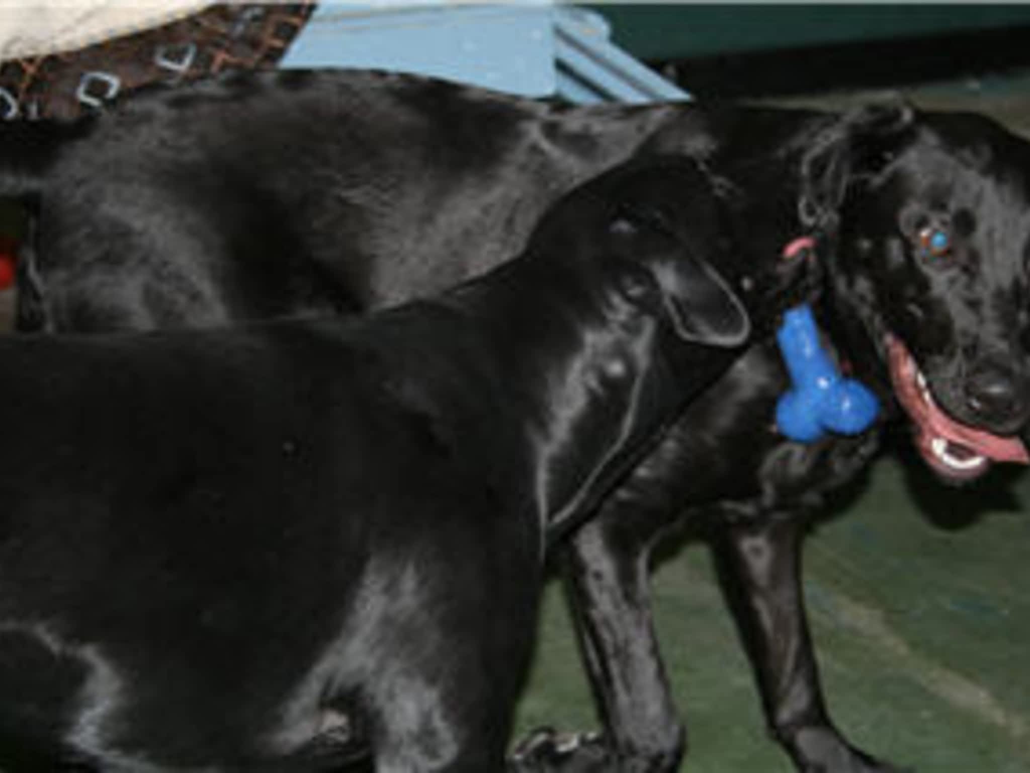 Dr Michelle Cutler Veterinary - Kingston, ON - 435 Division St | Canpages