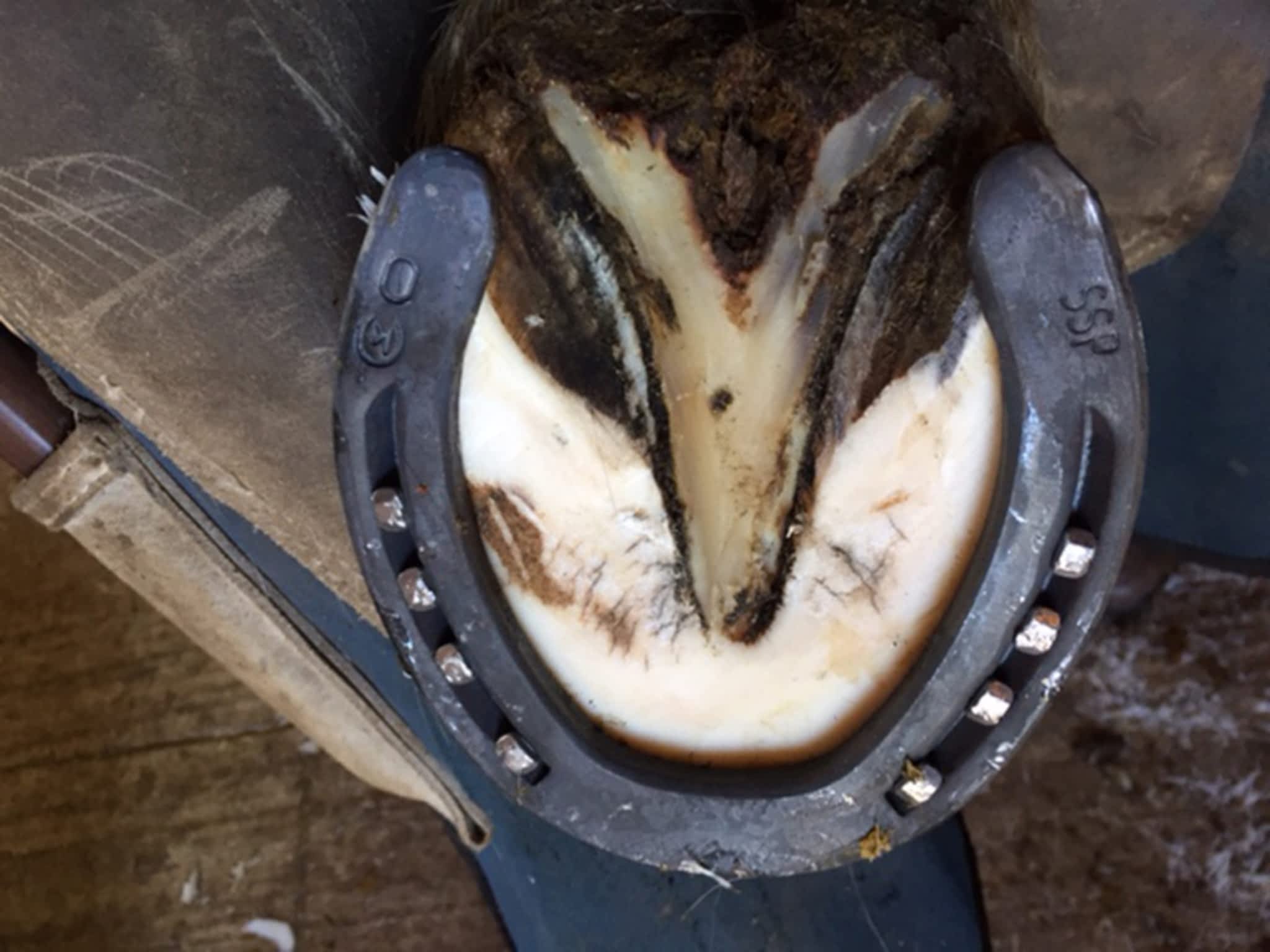 Western Rose Farrier | Canpages