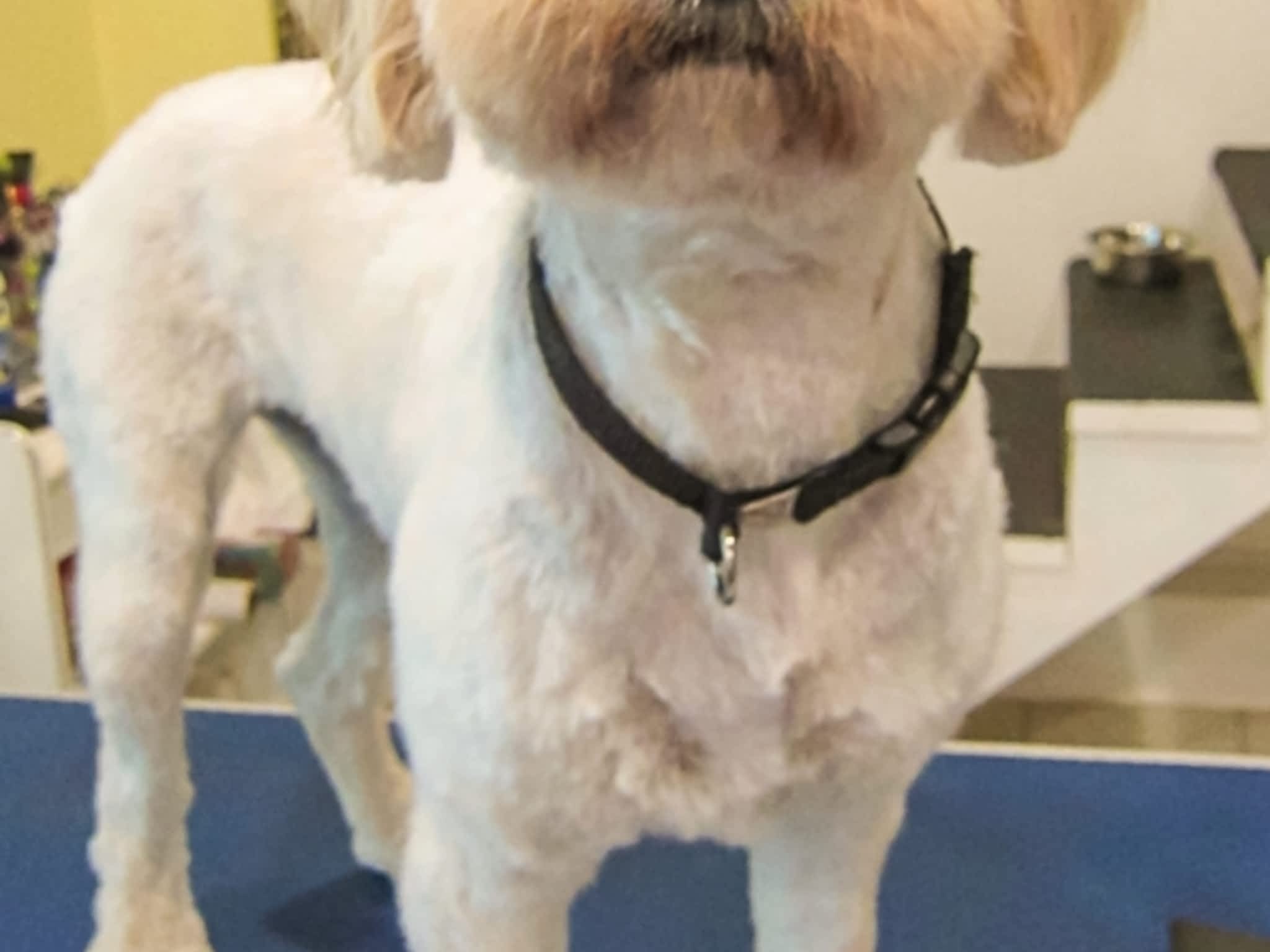 Ruff Cuts Pet Grooming - Burlington, ON - 6412 Cedar Springs Rd | Canpages