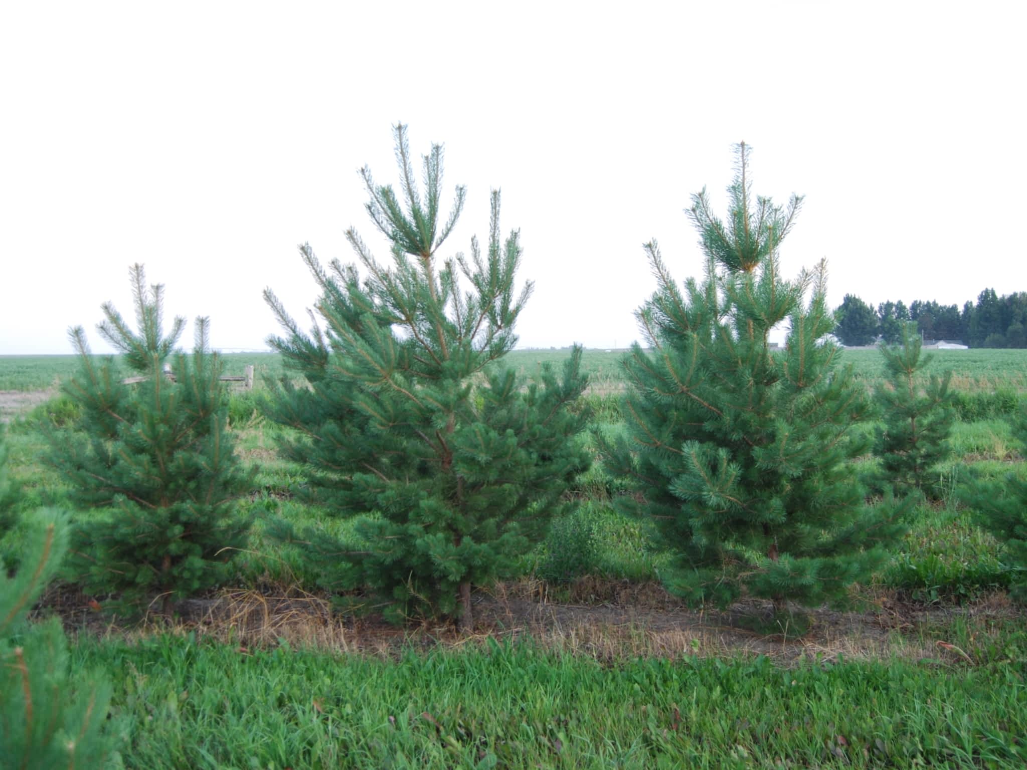 Ever Green Acres Tree Farm | Canpages