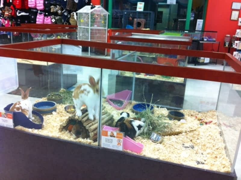 Petland winnipeg store