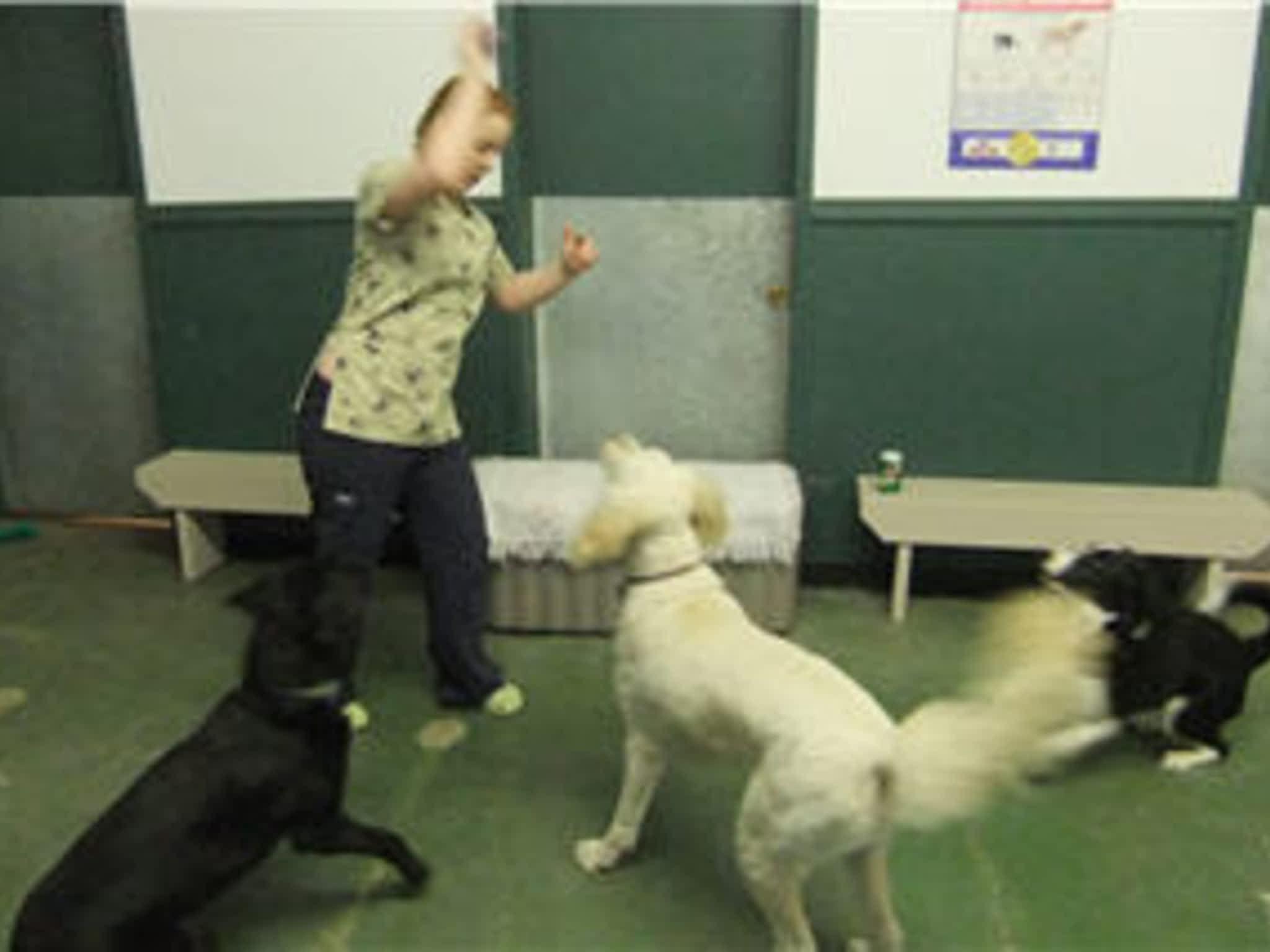 Dr Michelle Cutler Veterinary - Kingston, ON - 435 Division St | Canpages